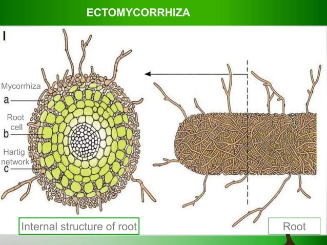 introduction to mycorrhizae and its role in P uptake | PPTX