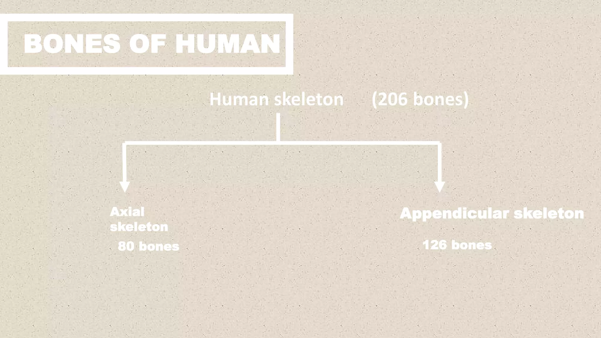 Total number of bones | PDF