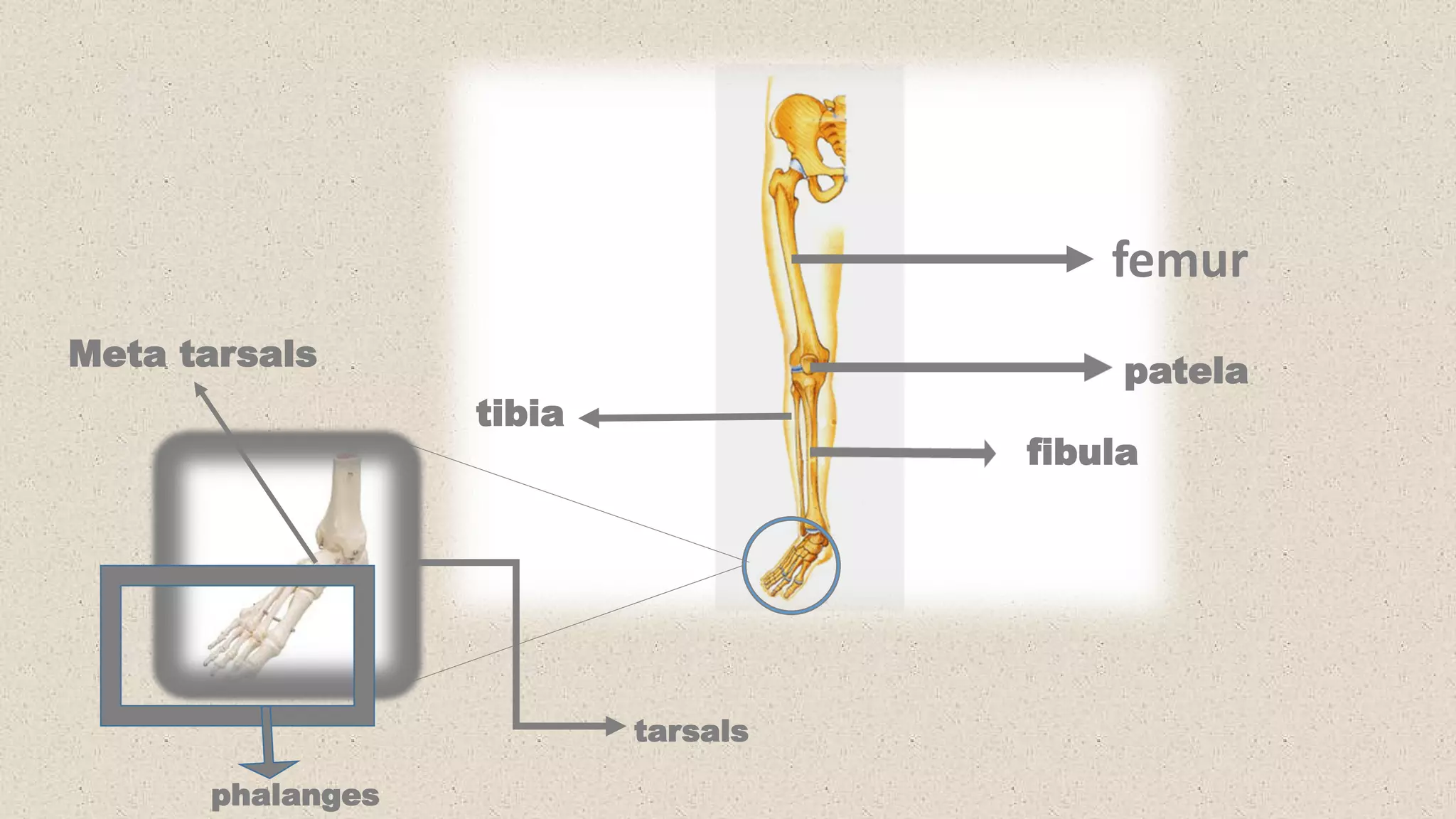 Total number of bones | PDF