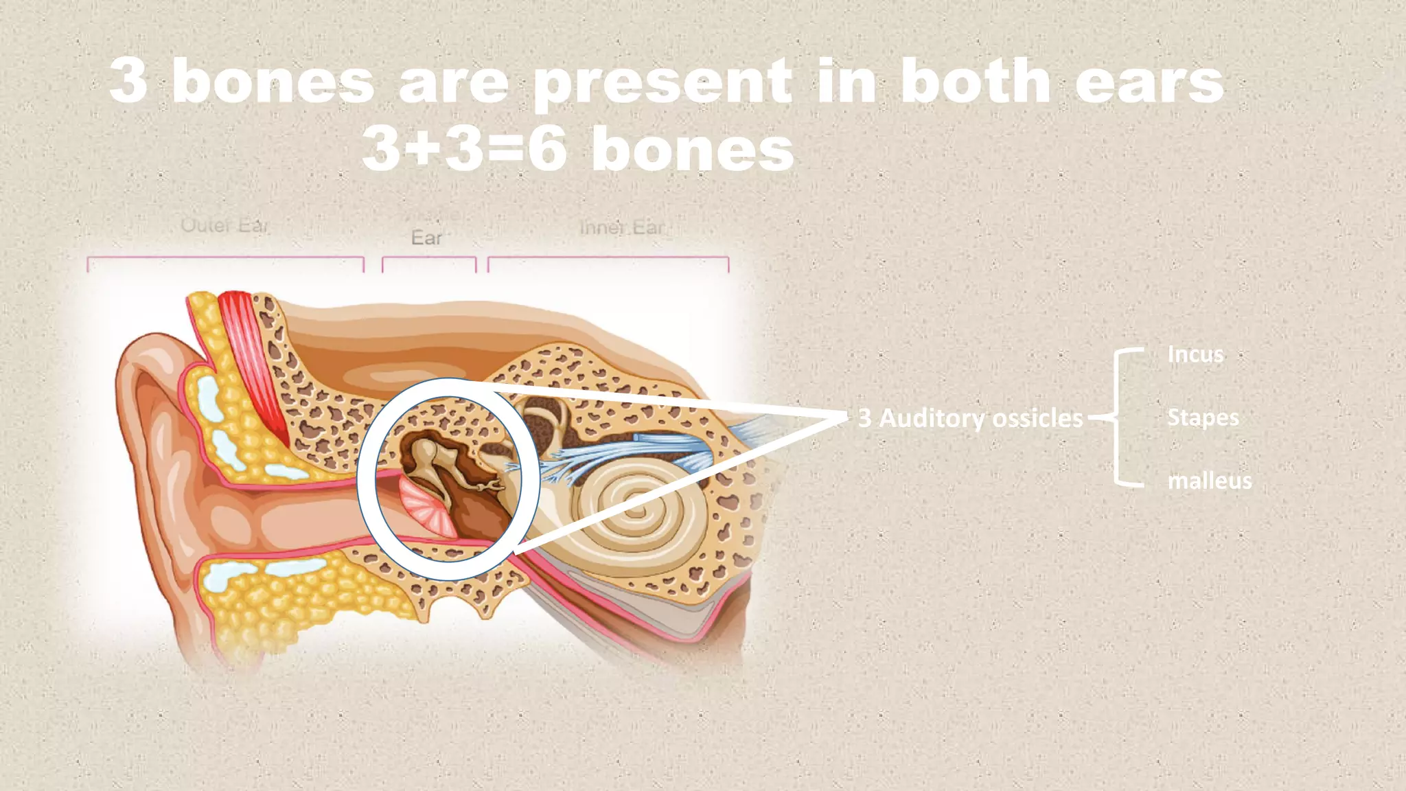 Total number of bones | PDF
