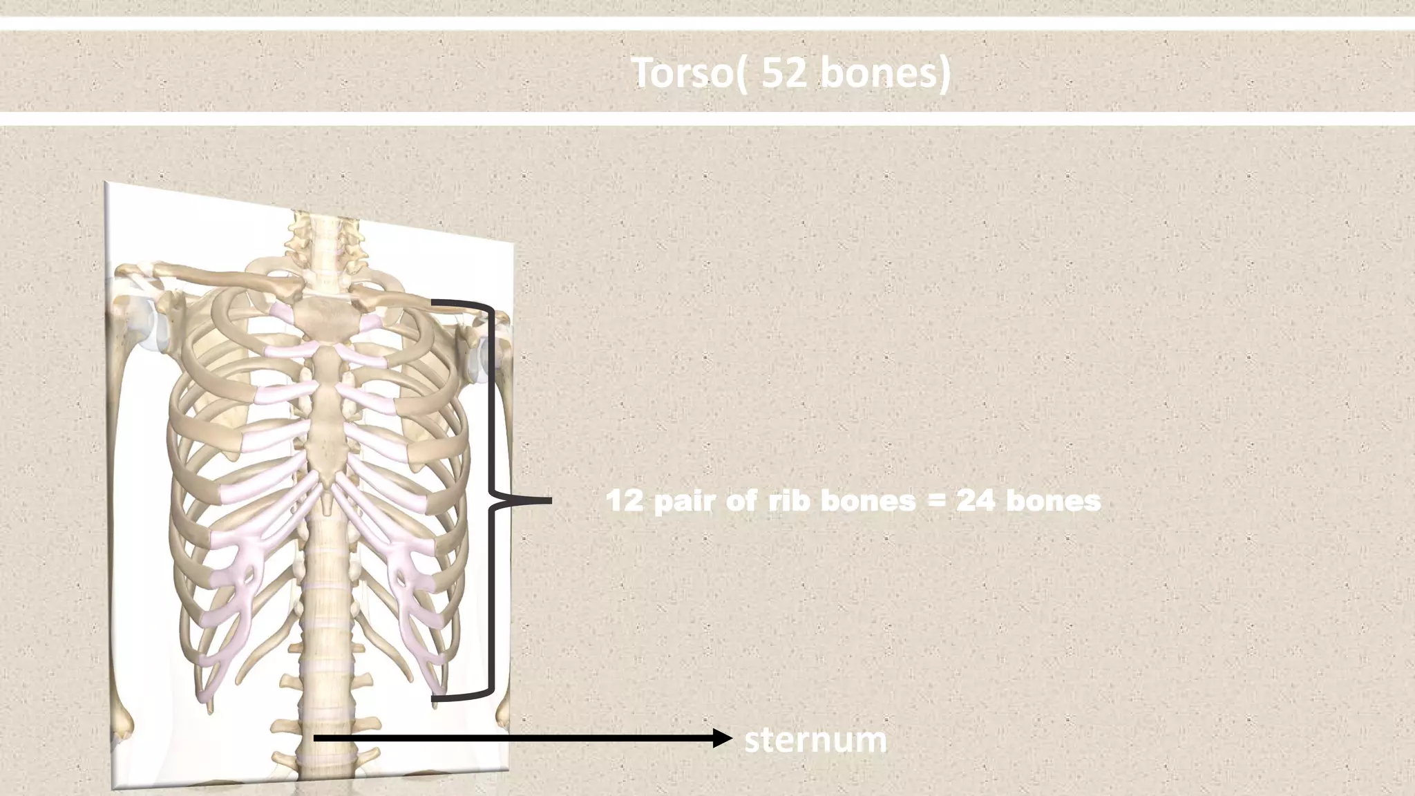 Total number of bones | PDF