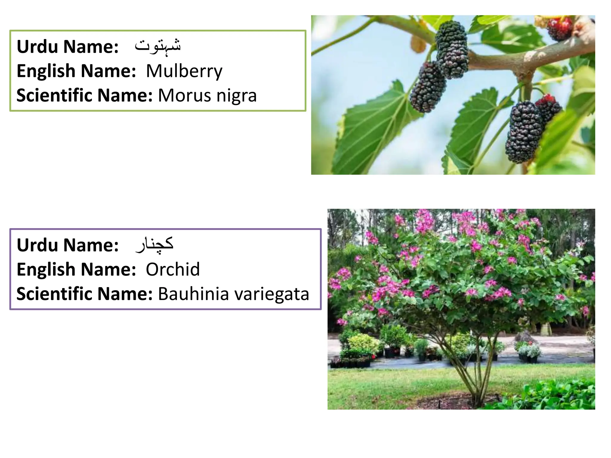 Different Plant Species Names and thier Location | PPT