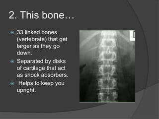 Name That Bone! | PPTX