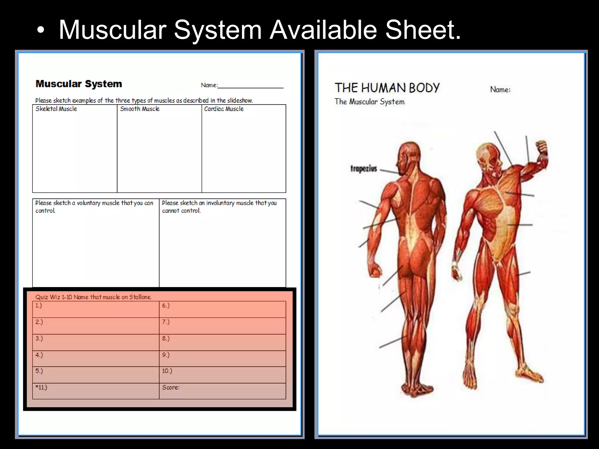 Name that Muscle on Stallone PowerPoint Quiz, Muscles, Muscular System ...