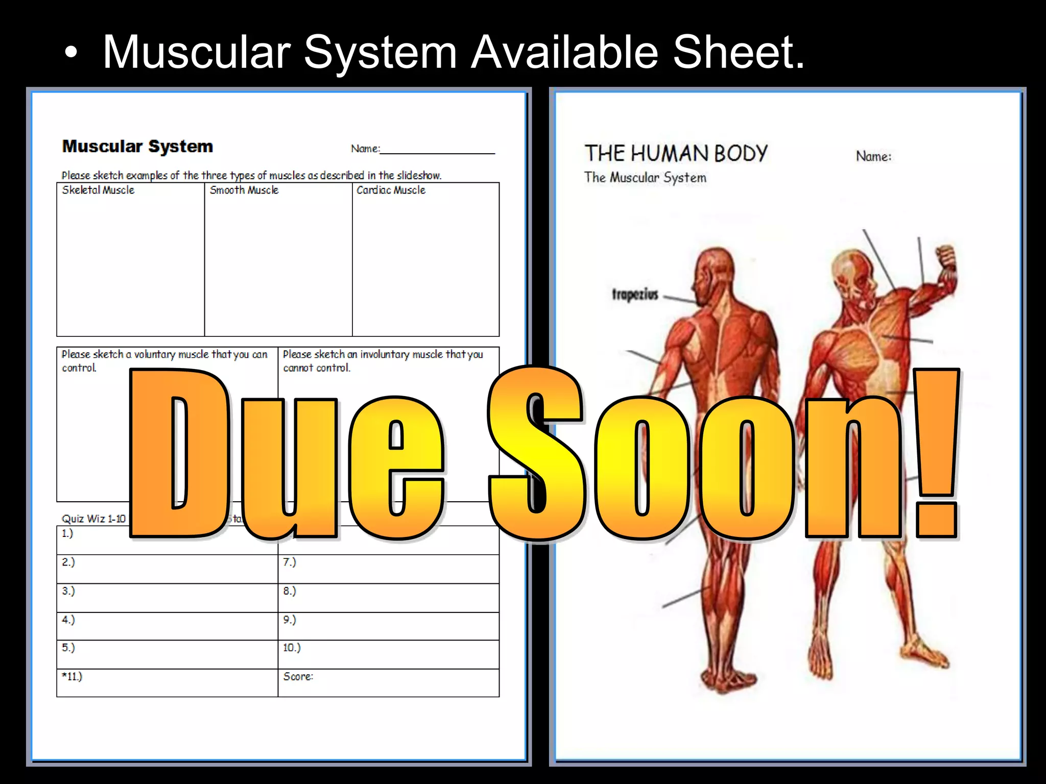 Name that Muscle on Stallone PowerPoint Quiz, Muscles, Muscular System ...