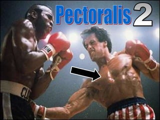 Name that Muscle on Stallone PowerPoint Quiz, Muscles, Muscular System ...