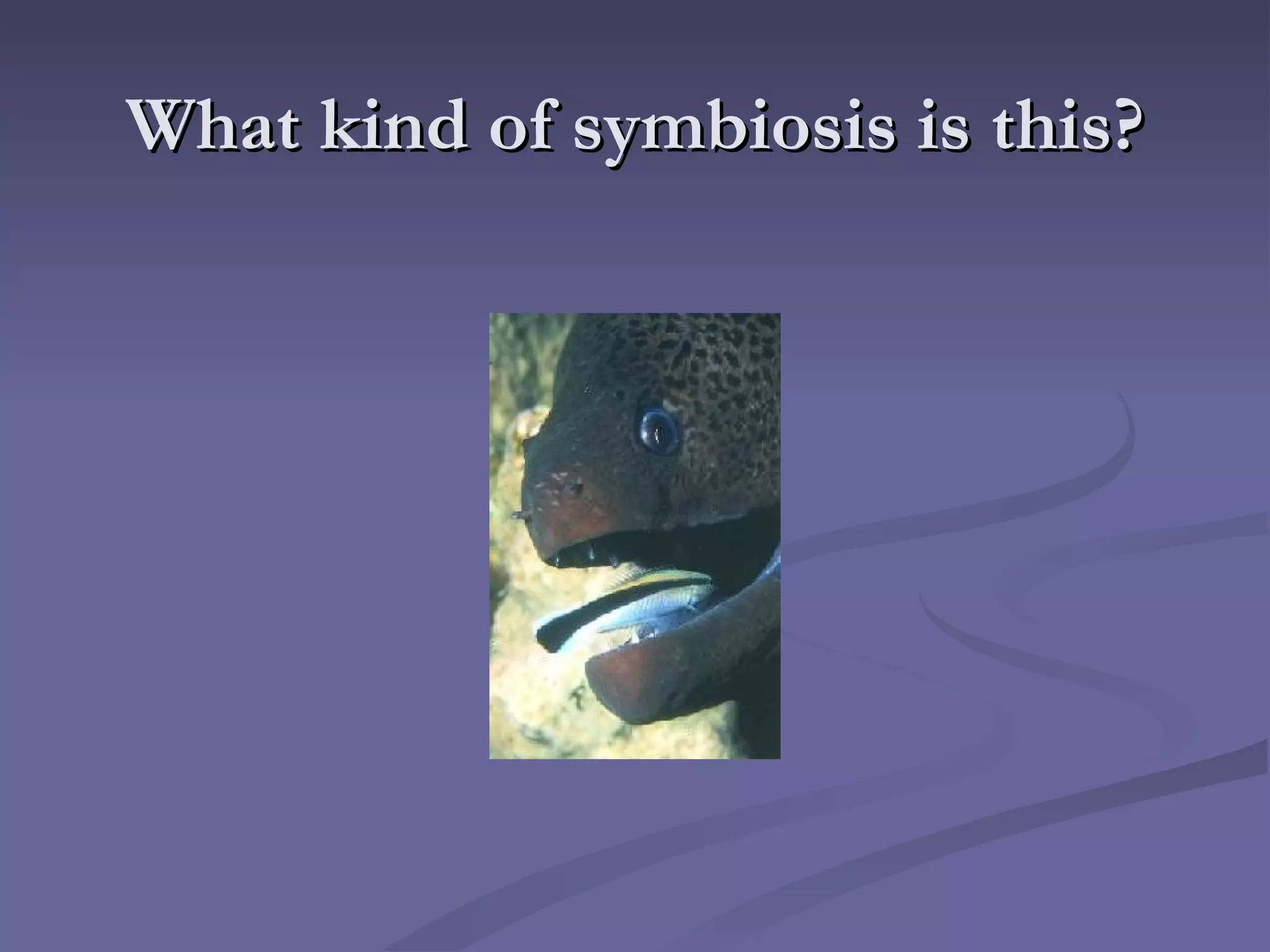 Name That Symbiosis | PPT