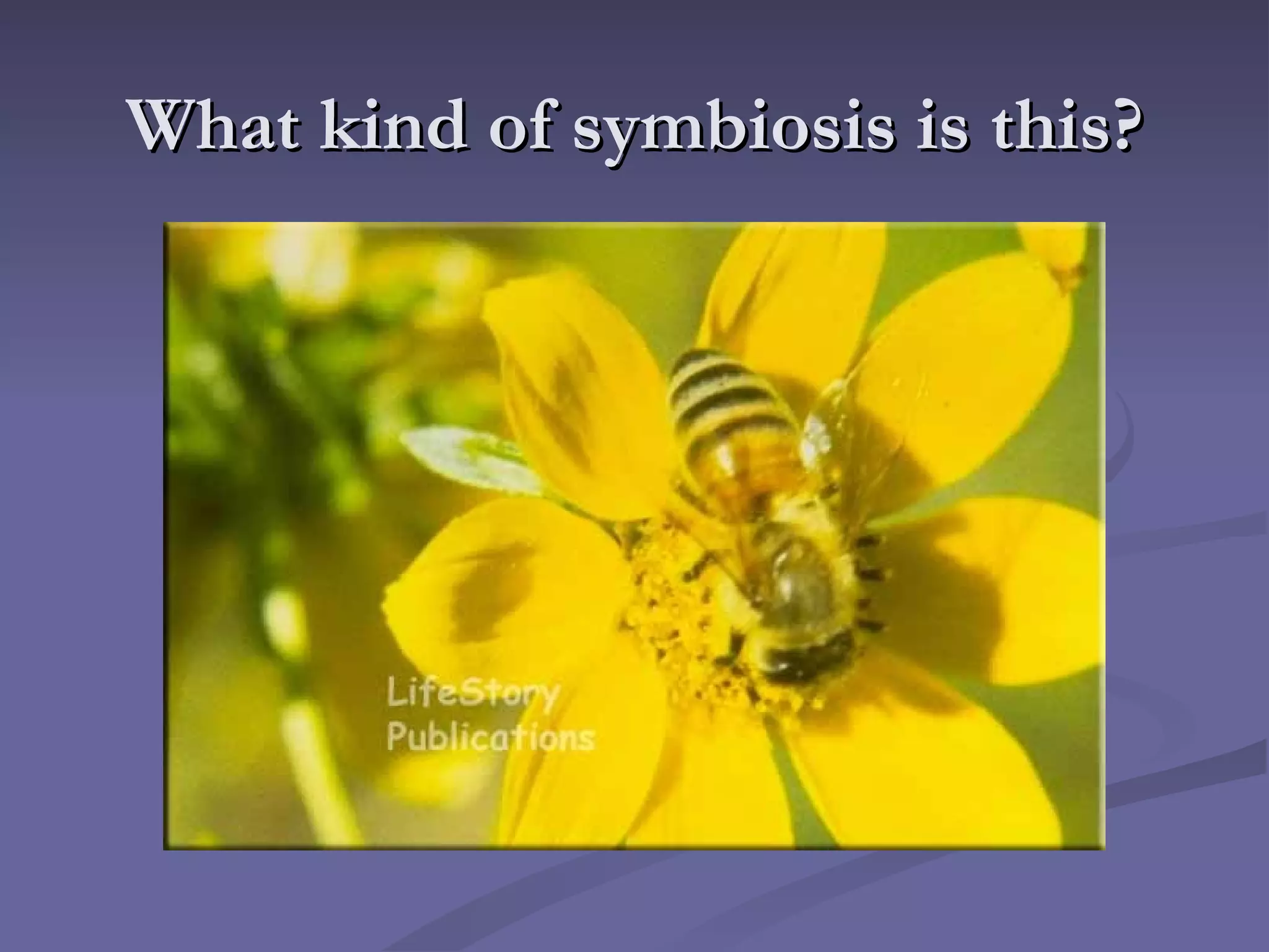 Name That Symbiosis | PPT