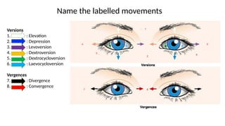 Name the labelled movements - Binocular movements.pptx
