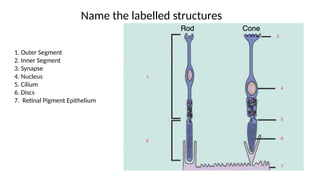 Name the labelled structures - Photoreceptor structures.pptx