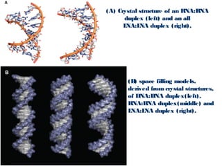 Nucleic mimetics (PNA, LNA) | PPT