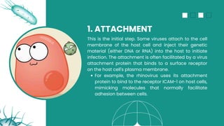 NAMP 303 Viruses (Group 1).pdf Microbiology and Parasitology | PDF ...