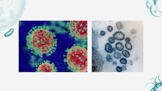 NAMP 303 Viruses (Group 1).pdf Microbiology and Parasitology | PDF
