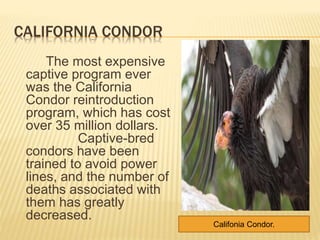 CONSERVATION OF WILDLIFE THROUGH CAPTIVE BREEDING | PPTX