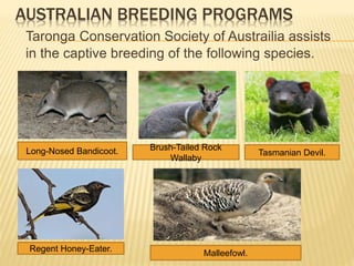 CONSERVATION OF WILDLIFE THROUGH CAPTIVE BREEDING | PPTX