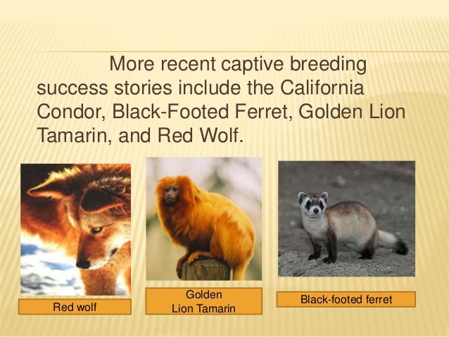 CONSERVATION OF WILDLIFE THROUGH CAPTIVE BREEDING