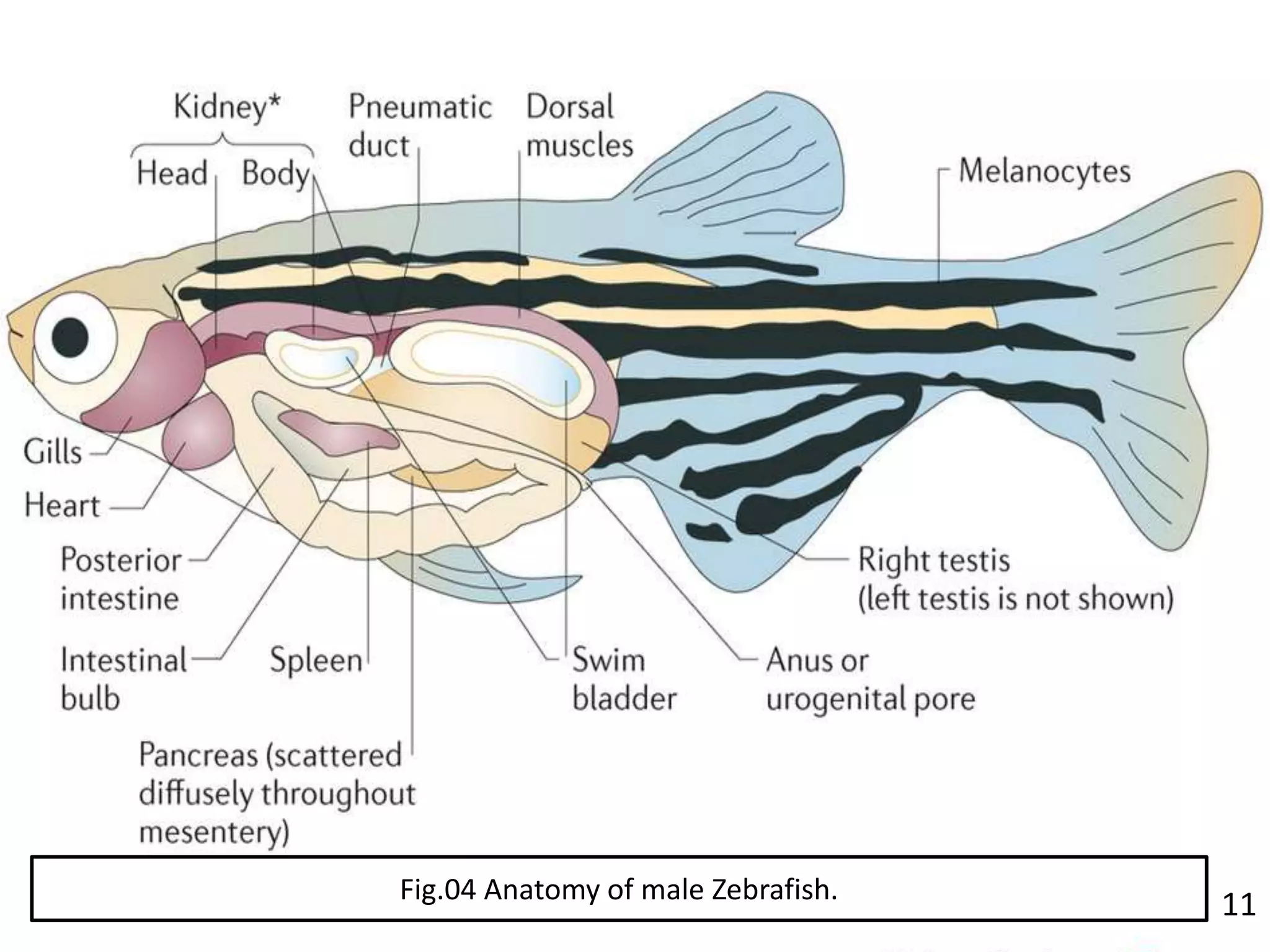 ZEBRAFISH : AS A MODEL ORGANISM. | PPTX