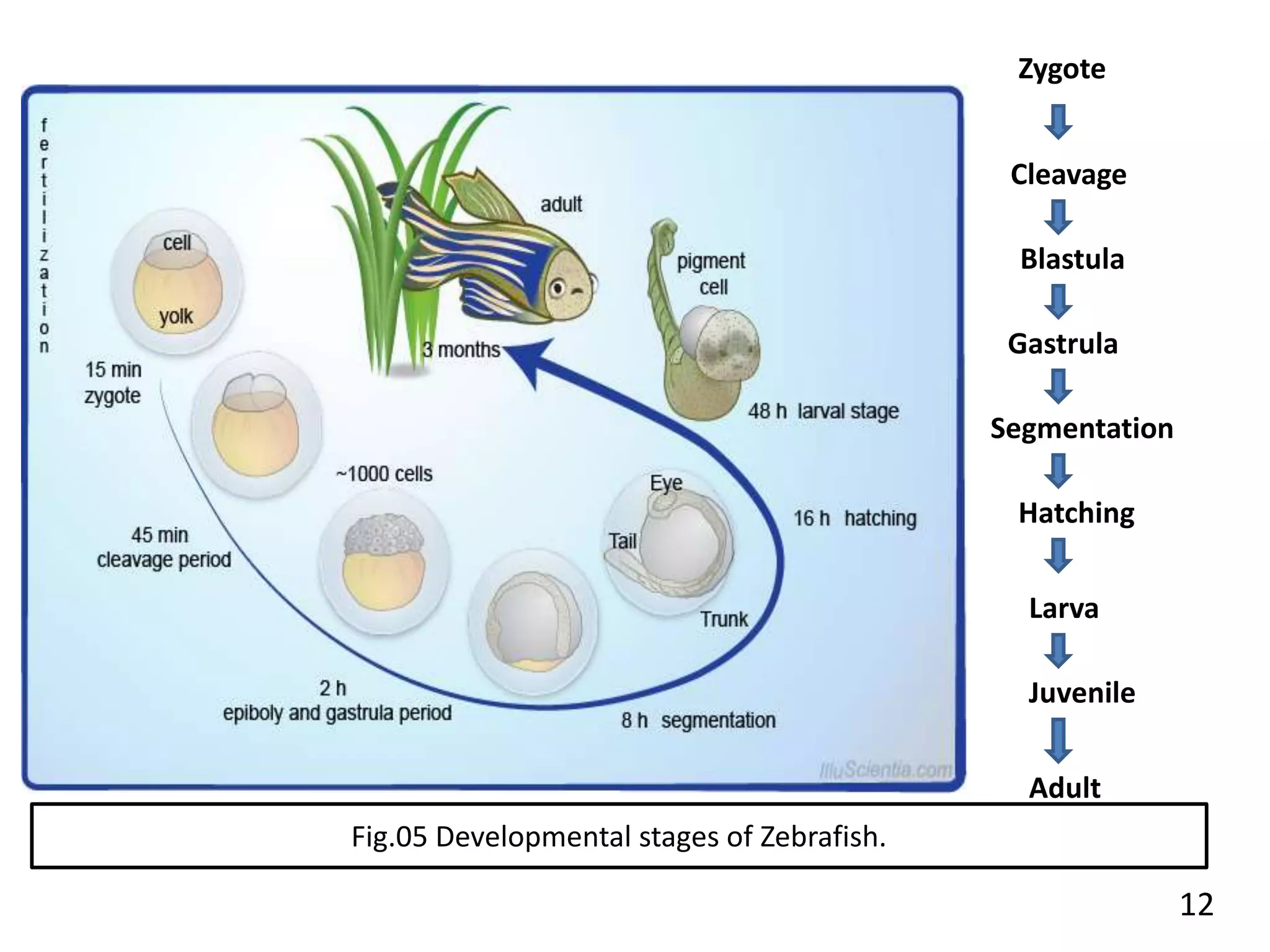 ZEBRAFISH : AS A MODEL ORGANISM. | PPTX