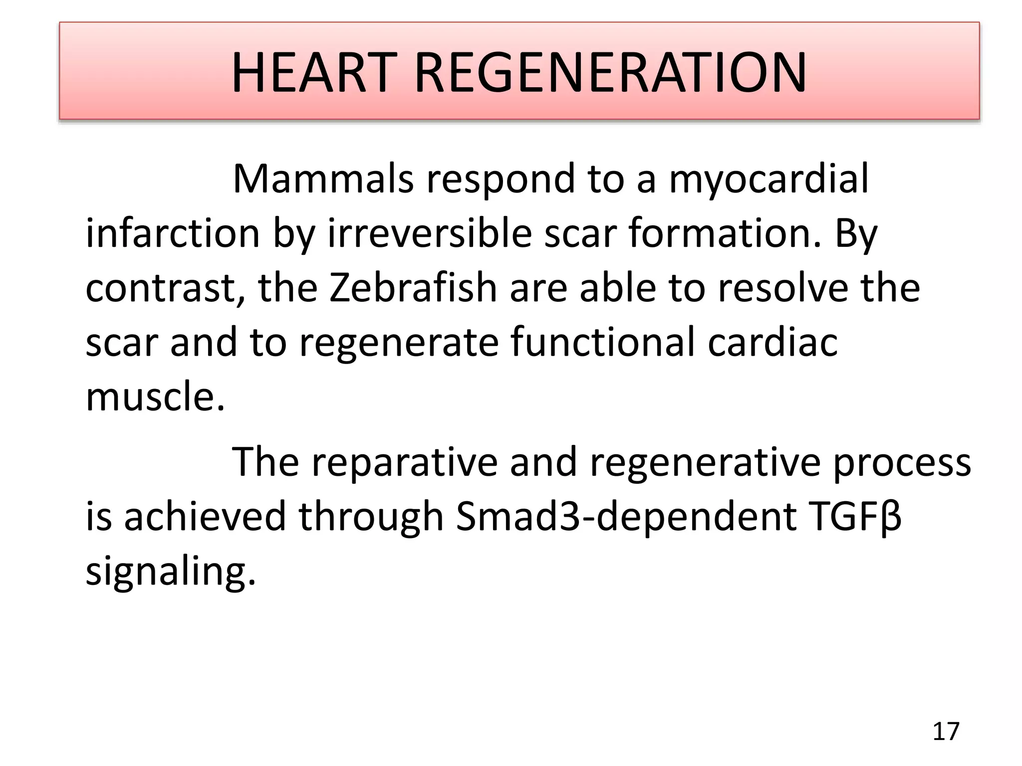 ZEBRAFISH : AS A MODEL ORGANISM. | PPTX