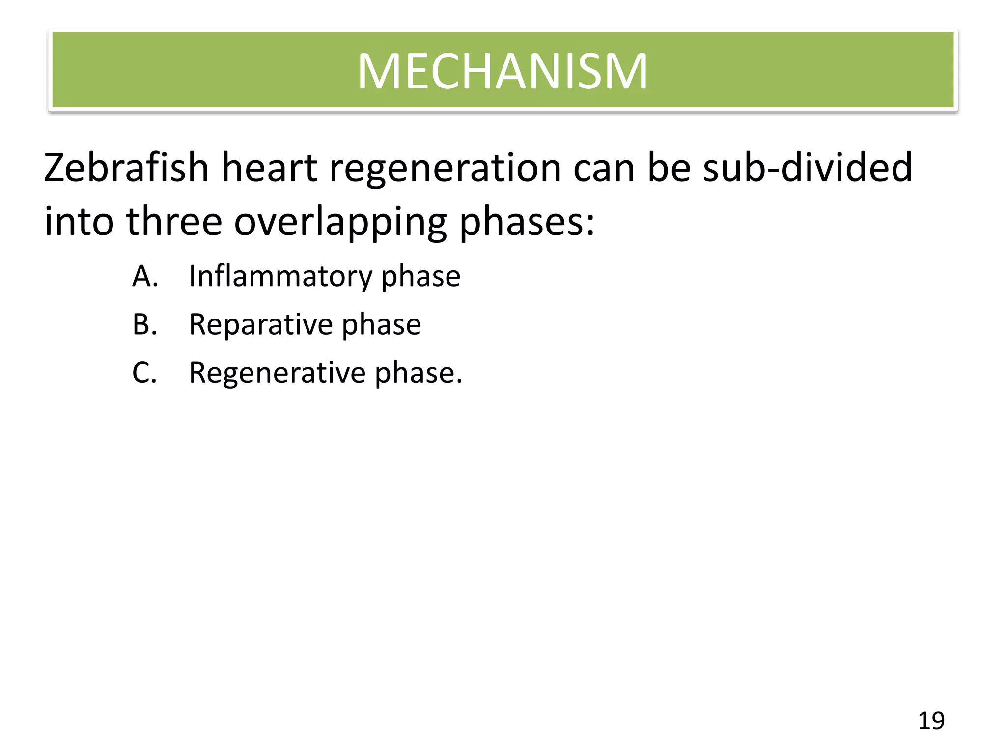 ZEBRAFISH : AS A MODEL ORGANISM. | PPTX