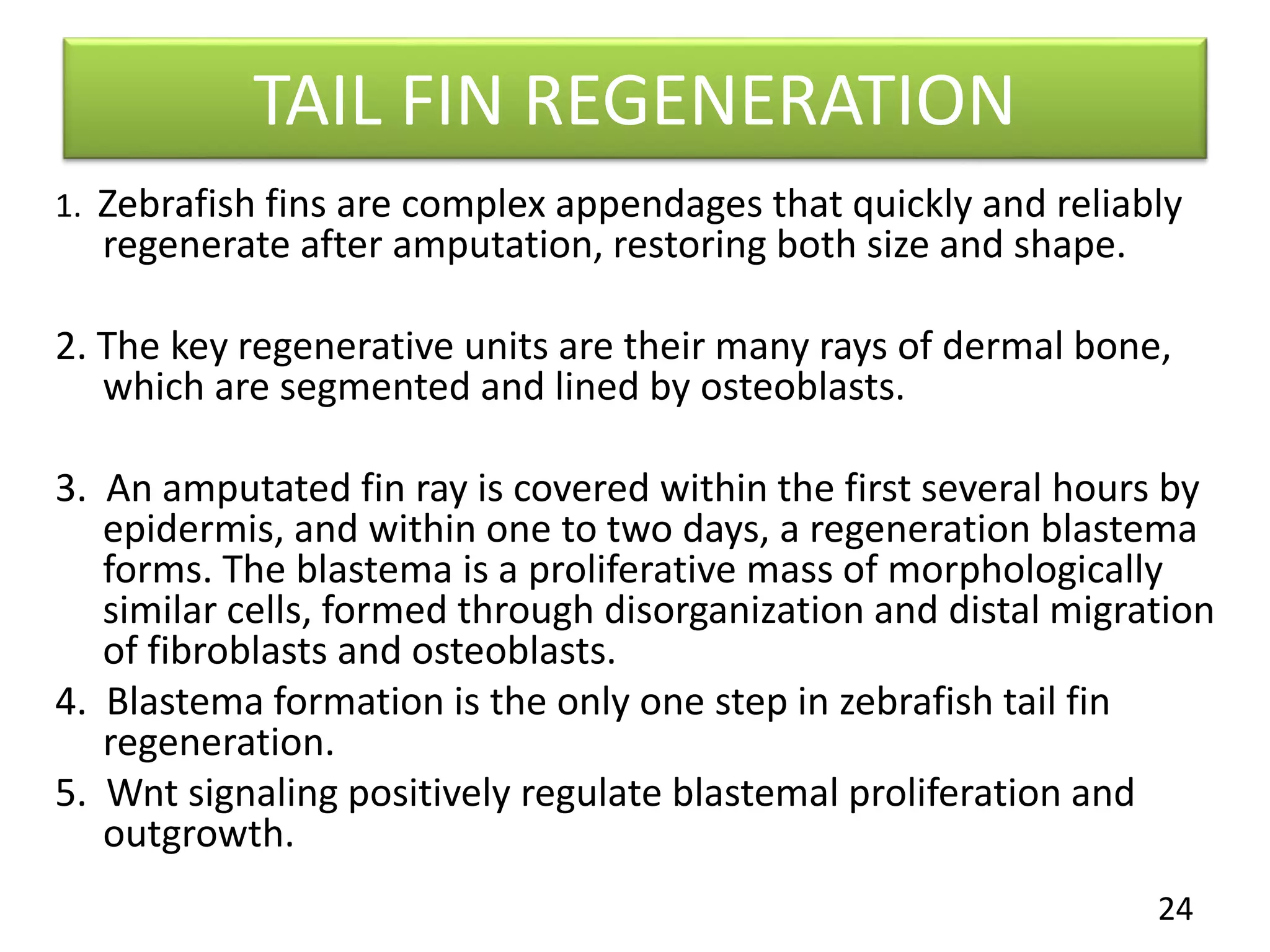 ZEBRAFISH : AS A MODEL ORGANISM. | PPTX