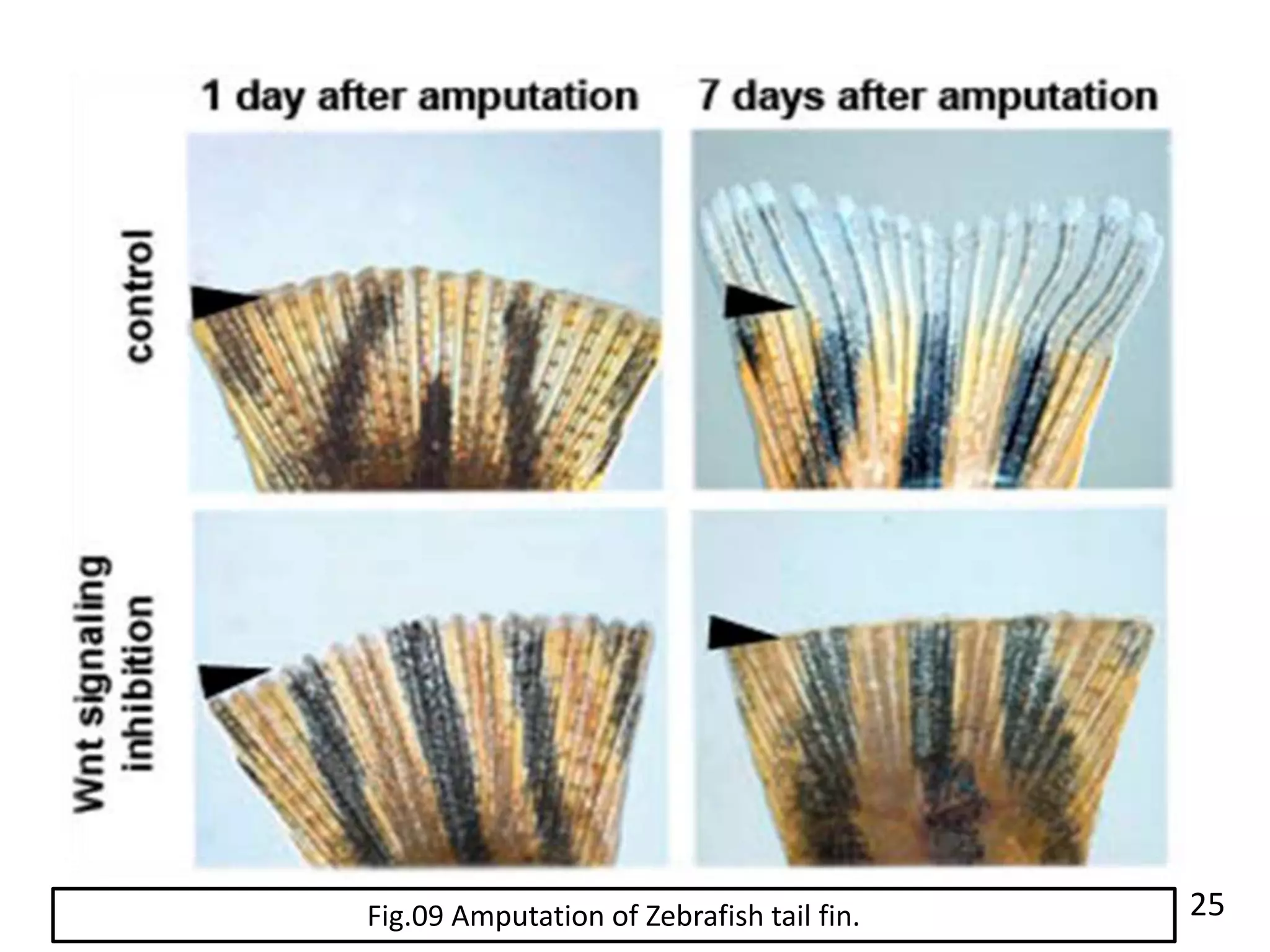 ZEBRAFISH : AS A MODEL ORGANISM. | PPTX