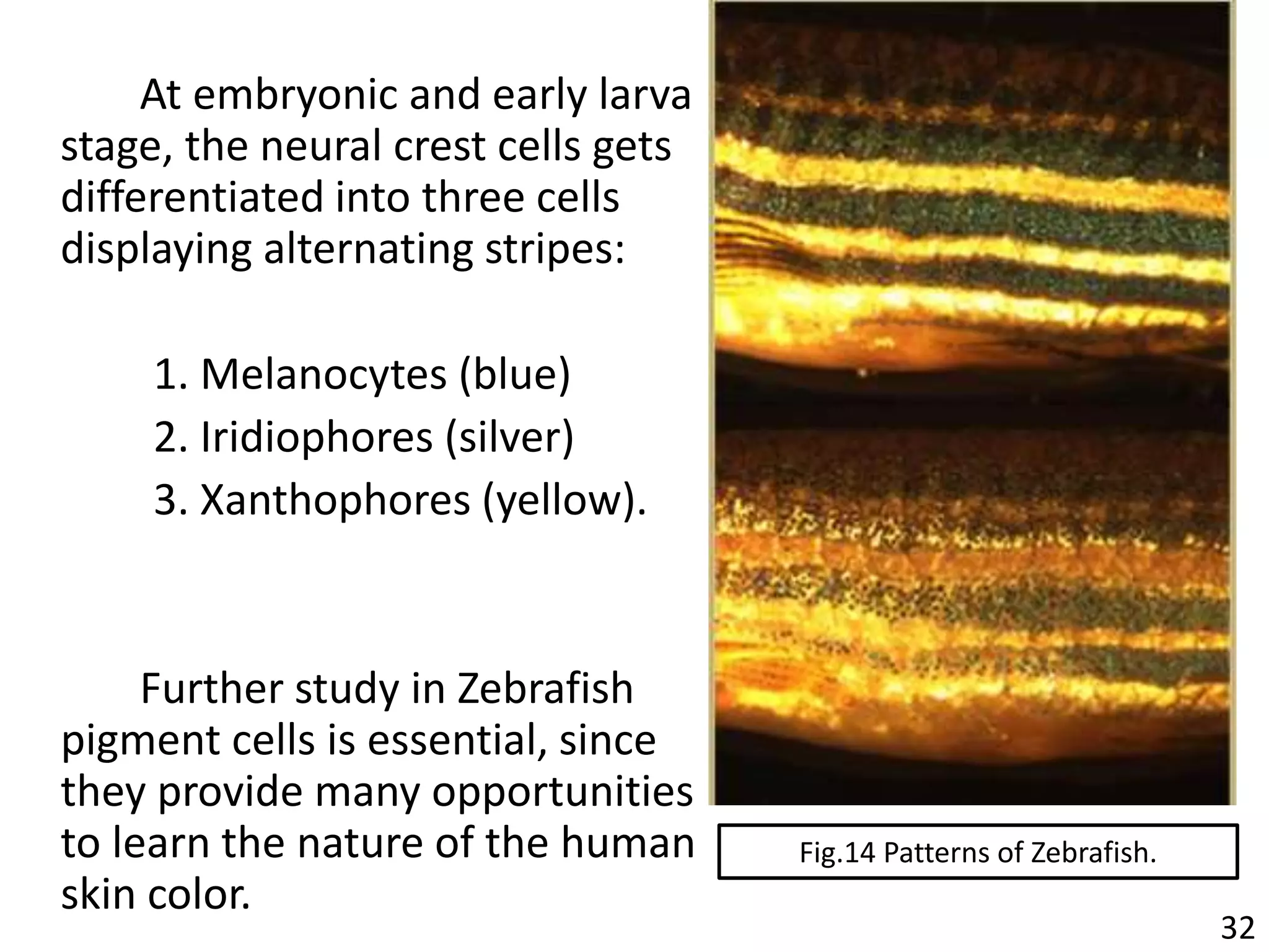 ZEBRAFISH : AS A MODEL ORGANISM. | PPTX