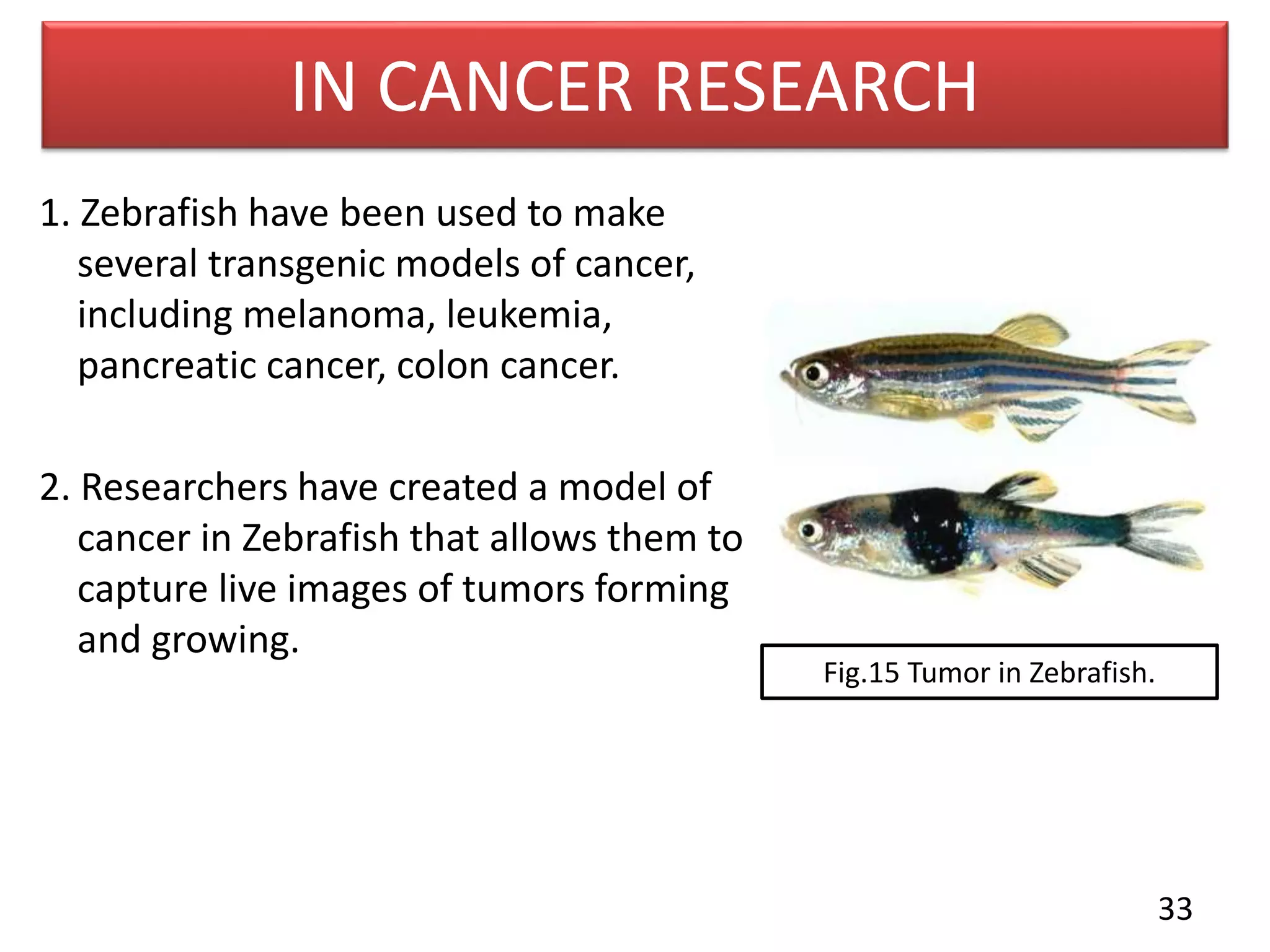 ZEBRAFISH : AS A MODEL ORGANISM. | PPTX | Heart and Cardiovascular ...