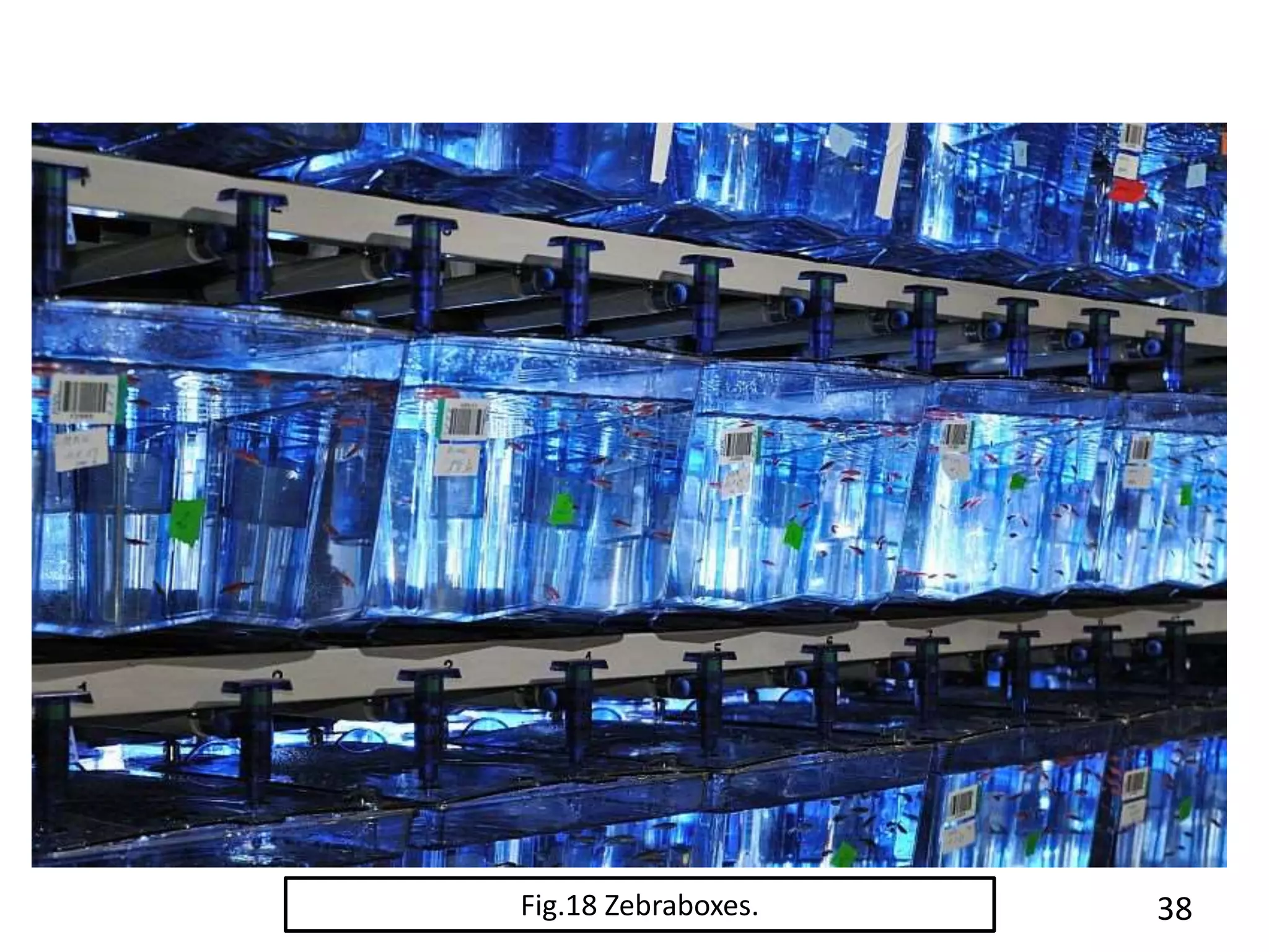 ZEBRAFISH : AS A MODEL ORGANISM. | PPTX