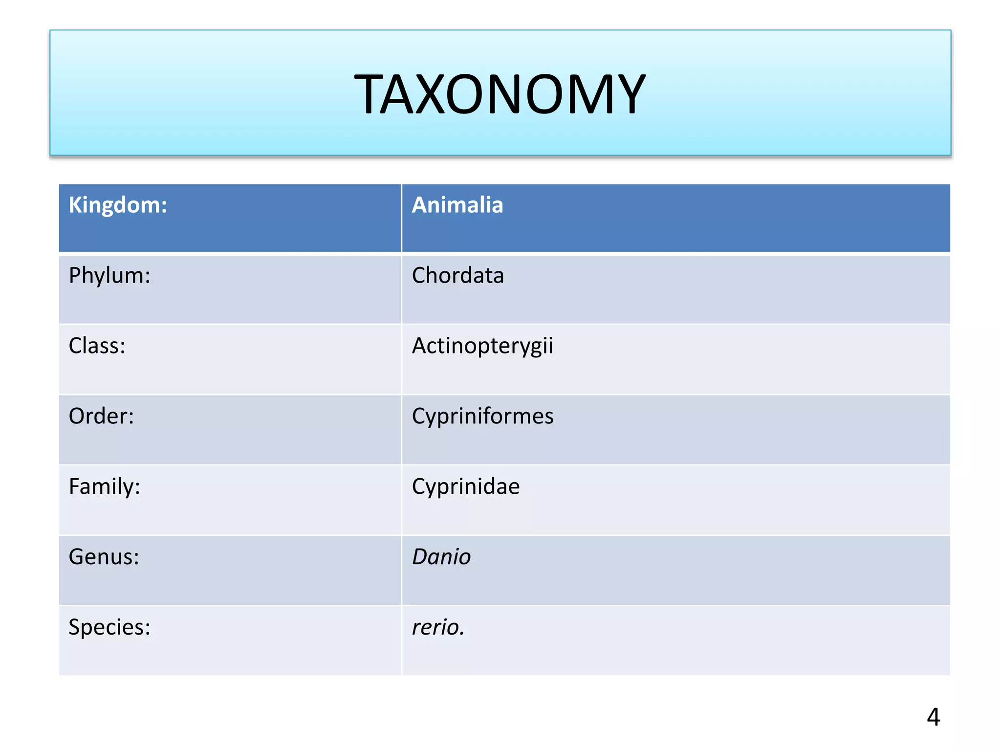 ZEBRAFISH : AS A MODEL ORGANISM. | PPTX
