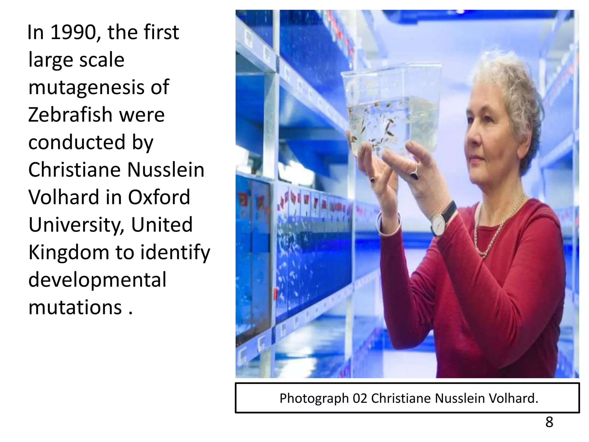 ZEBRAFISH : AS A MODEL ORGANISM. | PPTX