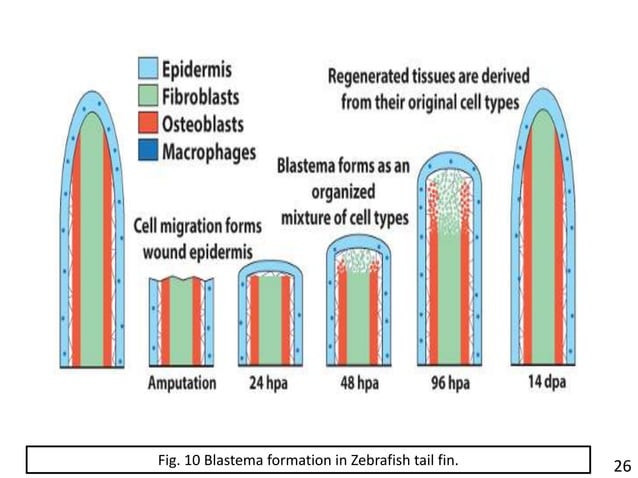 ZEBRAFISH : AS A MODEL ORGANISM. | PPTX | Heart and Cardiovascular ...