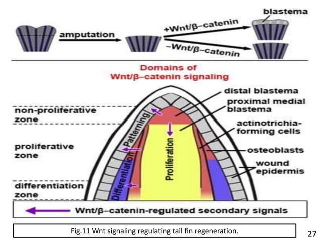 ZEBRAFISH : AS A MODEL ORGANISM. | PPTX | Heart and Cardiovascular ...