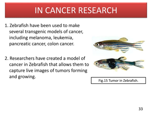 ZEBRAFISH : AS A MODEL ORGANISM. | PPTX | Heart and Cardiovascular ...