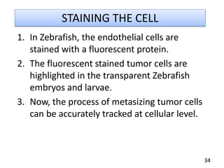 ZEBRAFISH : AS A MODEL ORGANISM. | PPTX