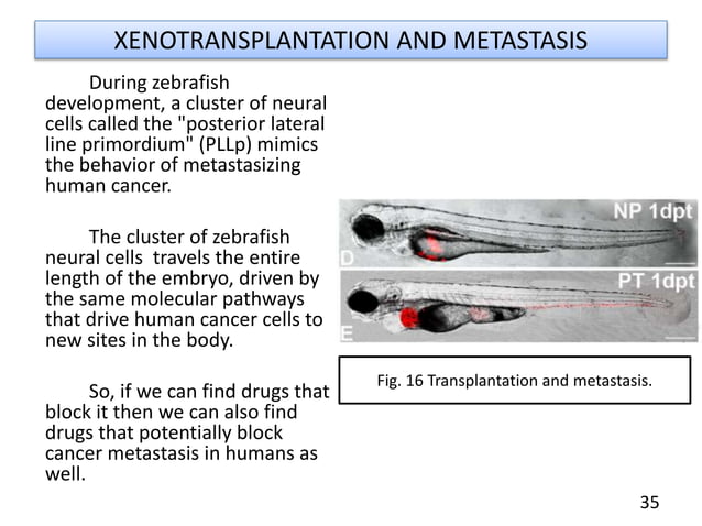 ZEBRAFISH : AS A MODEL ORGANISM. | PPTX | Heart and Cardiovascular ...