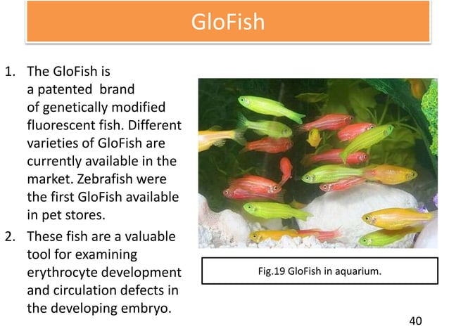 ZEBRAFISH : AS A MODEL ORGANISM. | PPTX | Heart and Cardiovascular Diseases | Diseases and ...