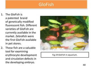 ZEBRAFISH : AS A MODEL ORGANISM. | PPT