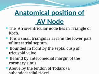S3ptum formation in ventricles and formation of conducting system of ...