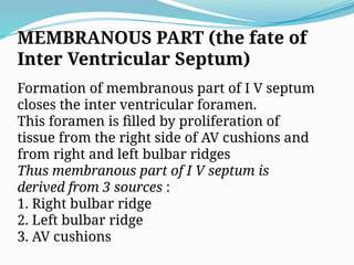 S3ptum formation in ventricles and formation of conducting system of ...