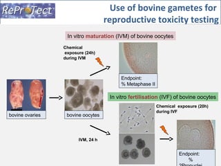 NAMs reach and reproductive toxicity | PPT