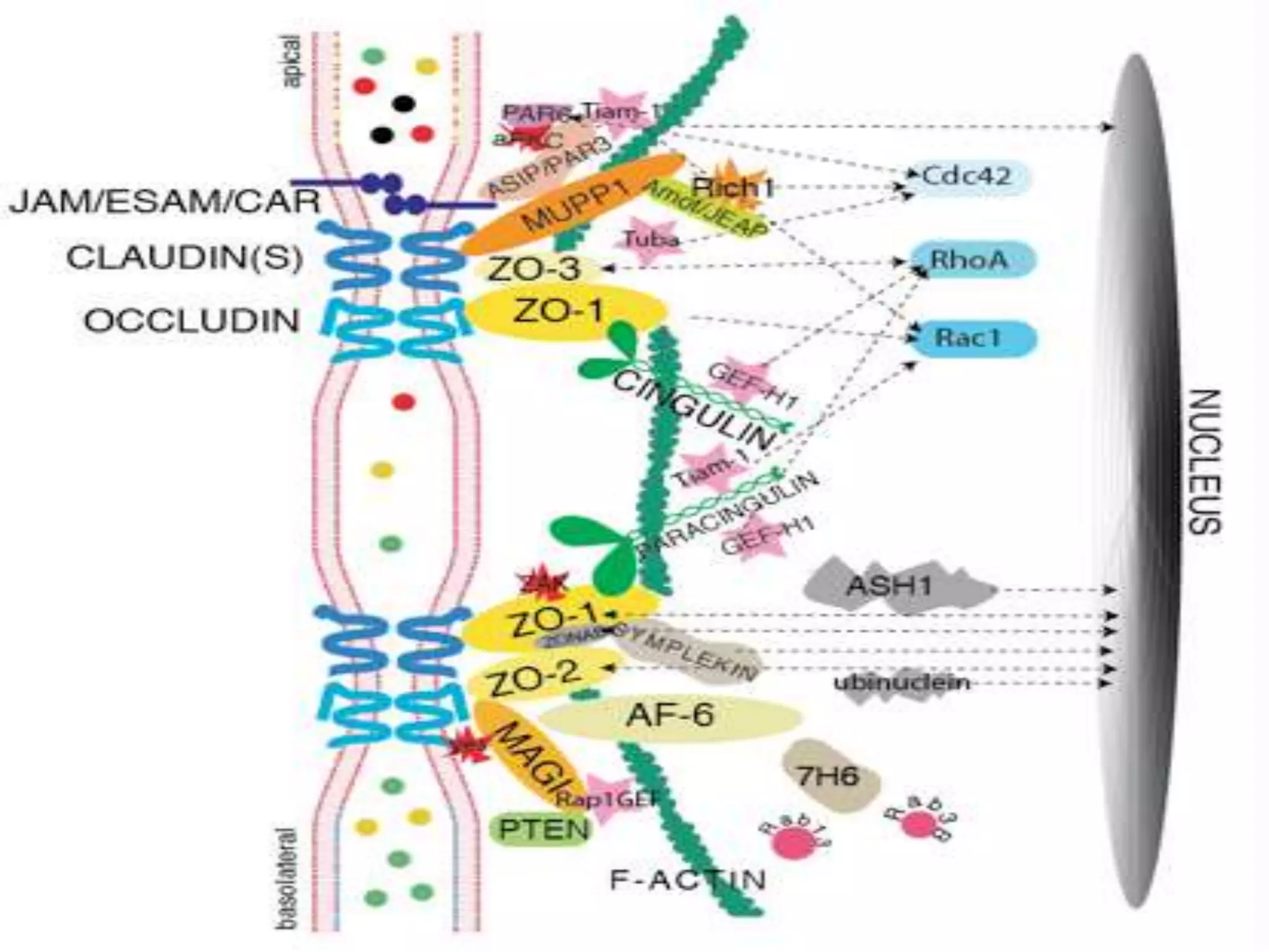 tight junction and blood brain barrier | PPTX | Brain and Nervous ...