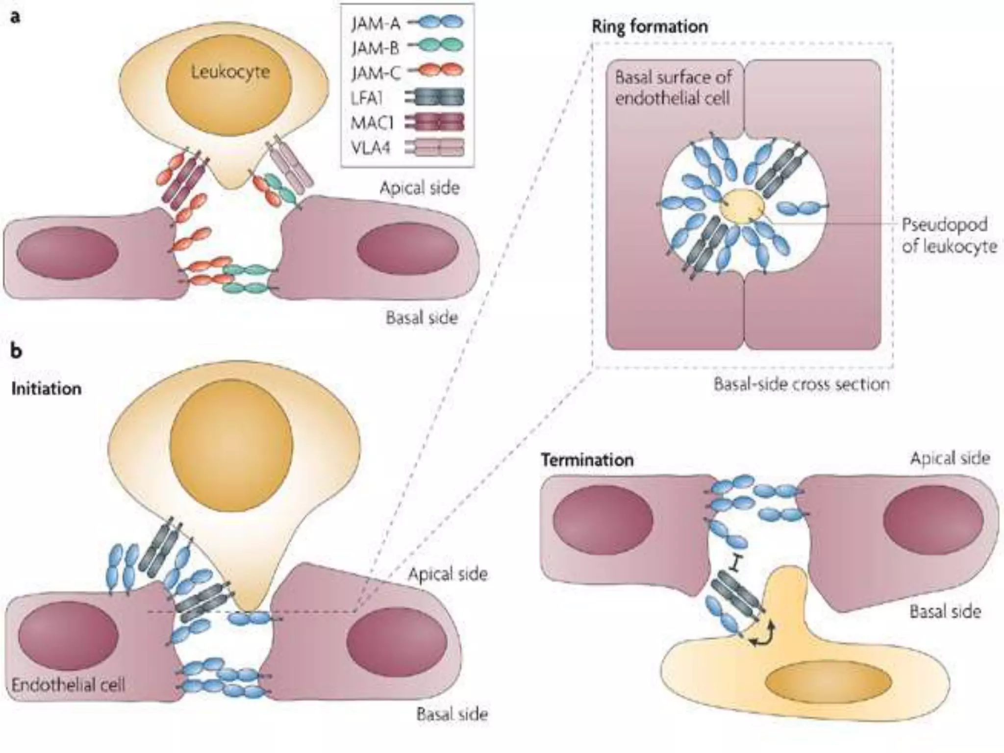 tight junction and blood brain barrier | PPTX | Brain and Nervous ...