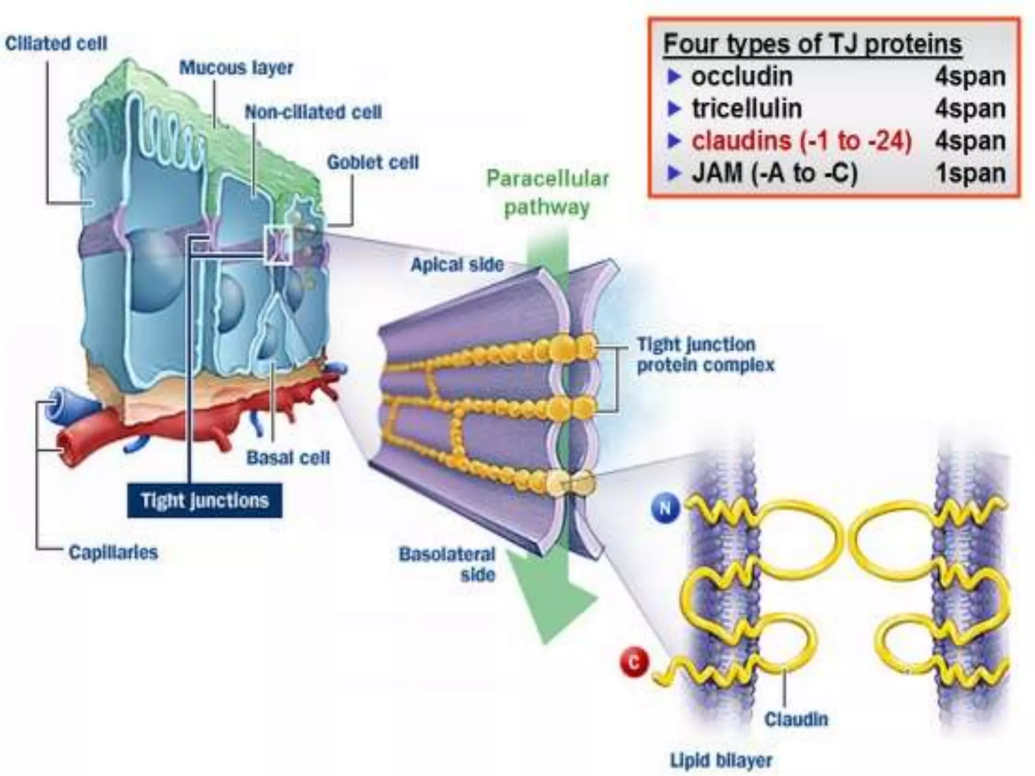 tight junction and blood brain barrier | PPTX | Brain and Nervous System Disorders | Diseases ...