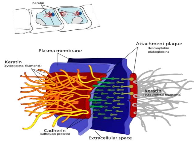 tight junction and blood brain barrier