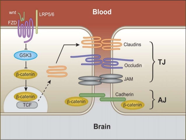 tight junction and blood brain barrier