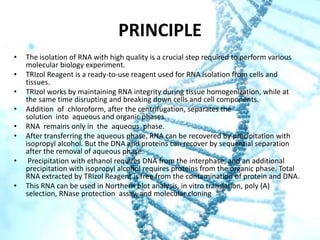 ISOLATION OF RNA | PPTX