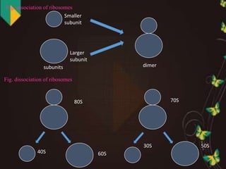 ribosomes seminar preparation - copy | PPTX