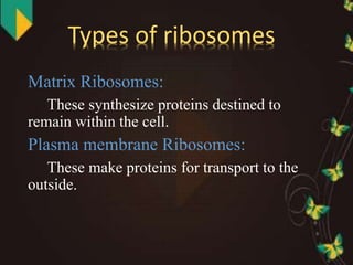 ribosomes seminar preparation - copy | PPTX | Biological Sciences | Science