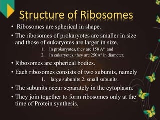 ribosomes seminar preparation - copy | PPTX